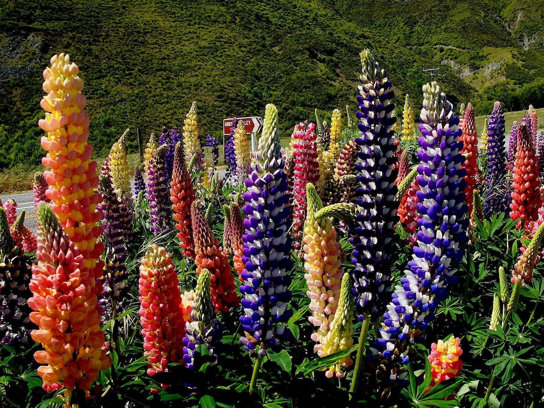 RUSSELL LUPINE Seeds *FREE Shipping!* Fresh & Organic Lupinus ...