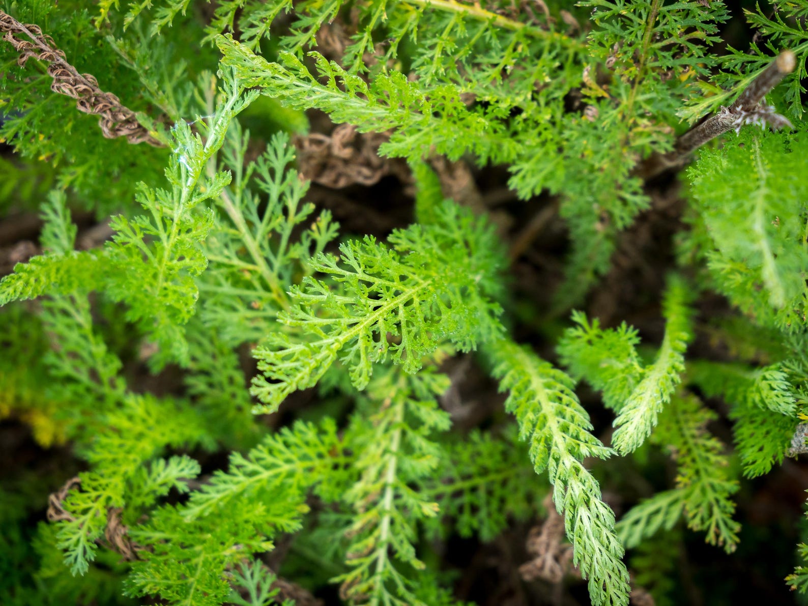 YELLOW YARROW Seeds *free Shipping!* Fresh & Organic Achillea ...