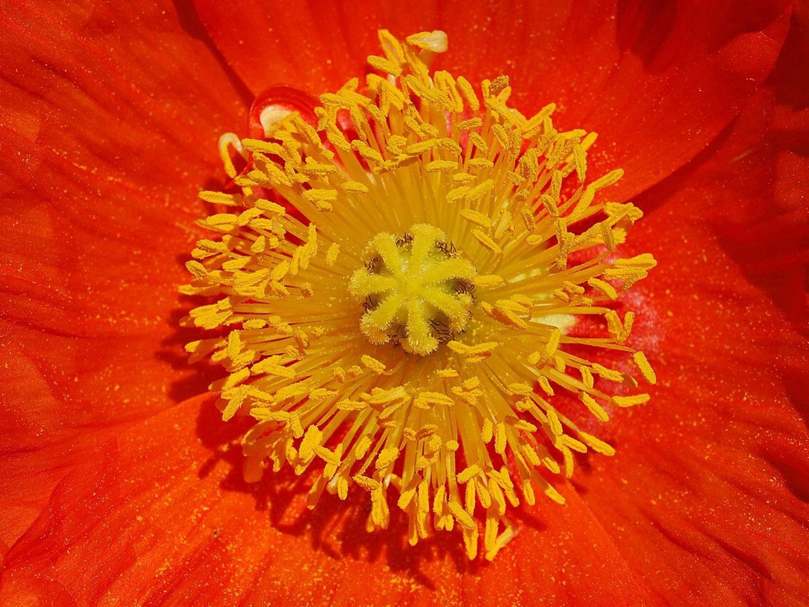 RED ICELAND POPPY Seeds *free Shipping!* Fresh & Organic Papaver ...