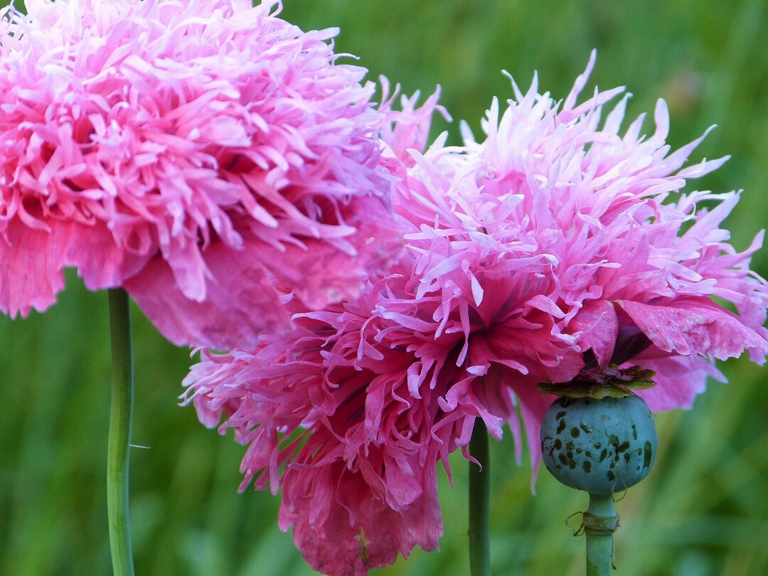 COTTON CANDY POPPY Seeds *free Shipping!* Fresh & Organic Papaver ...