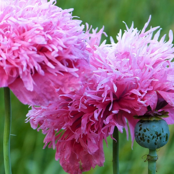 Poppy Seeds for Planting - Etsy