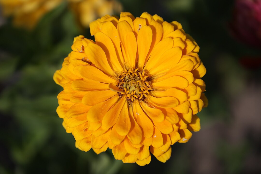 YELLOW ZINNIA Seeds *FREE Shipping!* Fresh & Organic Zinnia Elegans ...