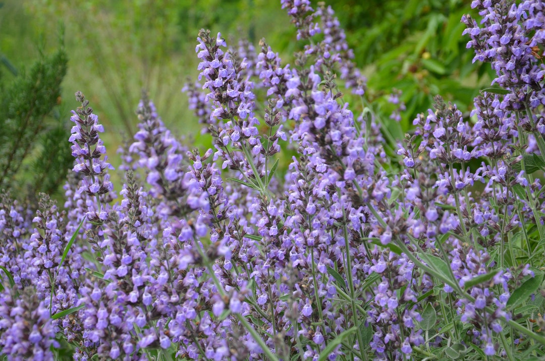 BROADLEAF SAGE Seeds *free Shipping!* Fresh & Organic Salvia ...