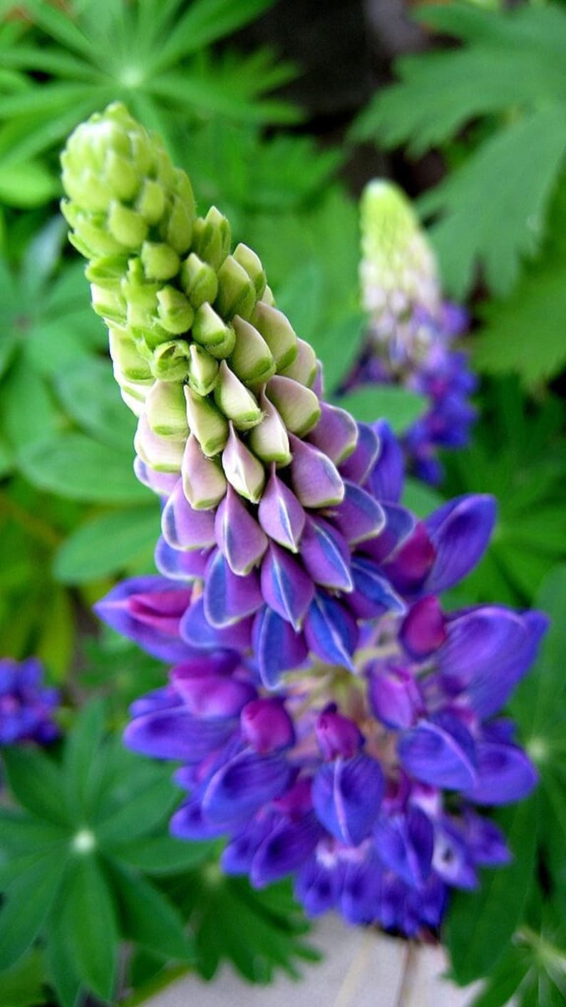 PURPLE LUPINE Seeds *FREE Shipping!* Fresh & Organic Lupinus ...