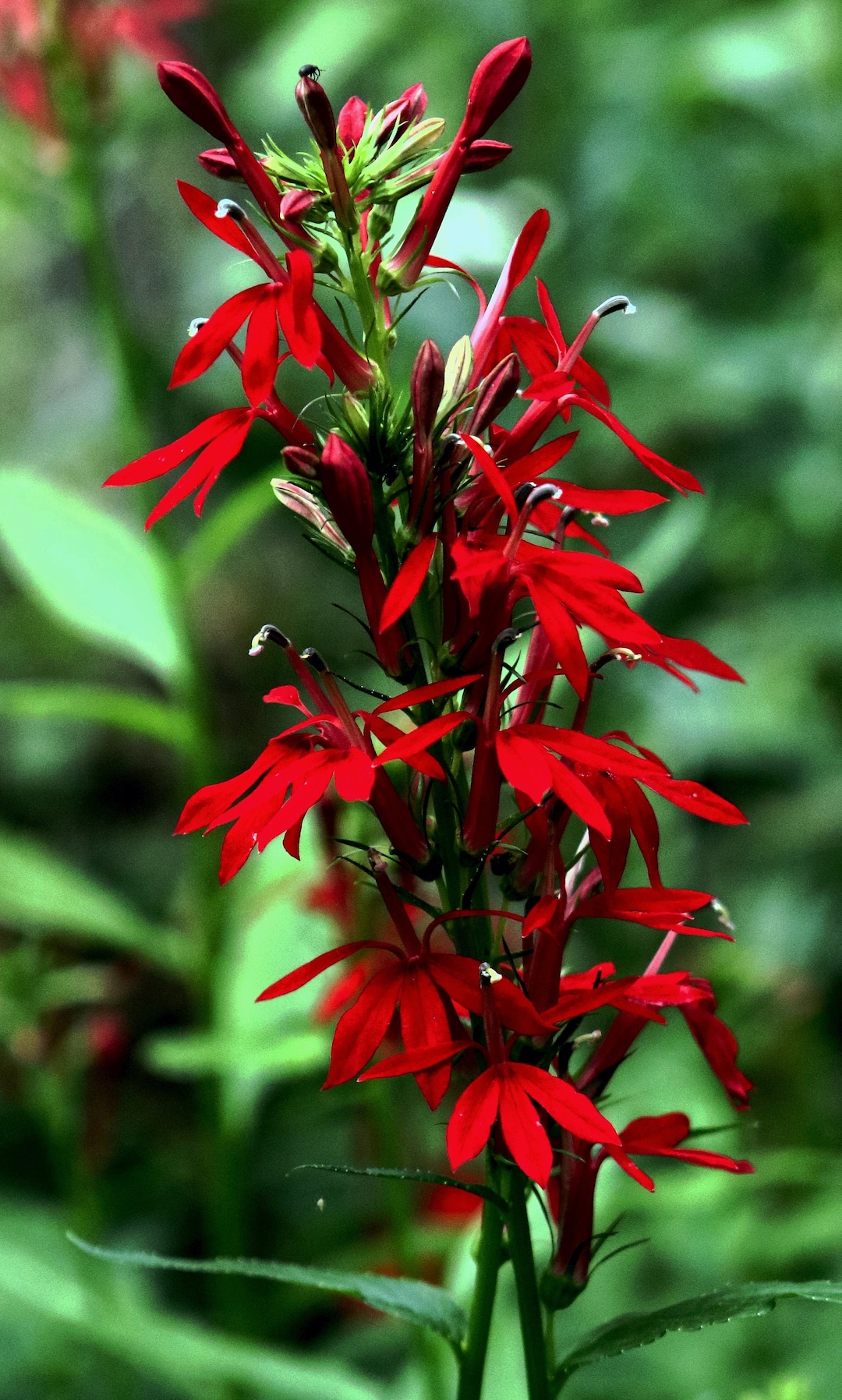 CARDINAL FLOWER Seeds *free Shipping!* Fresh & Organic Lobelia ...