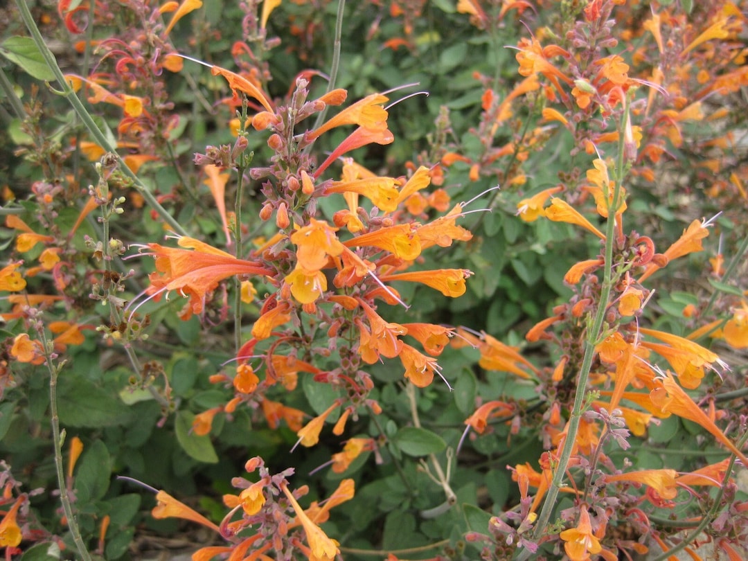 HUMMINGBIRD MINT Seeds *FREE Shipping!* Fresh & Organic Agastache ...