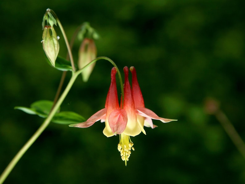 WESTERN COLUMBINE Seeds *free Shipping!* Aquilegia Formosa Seeds, Red ...