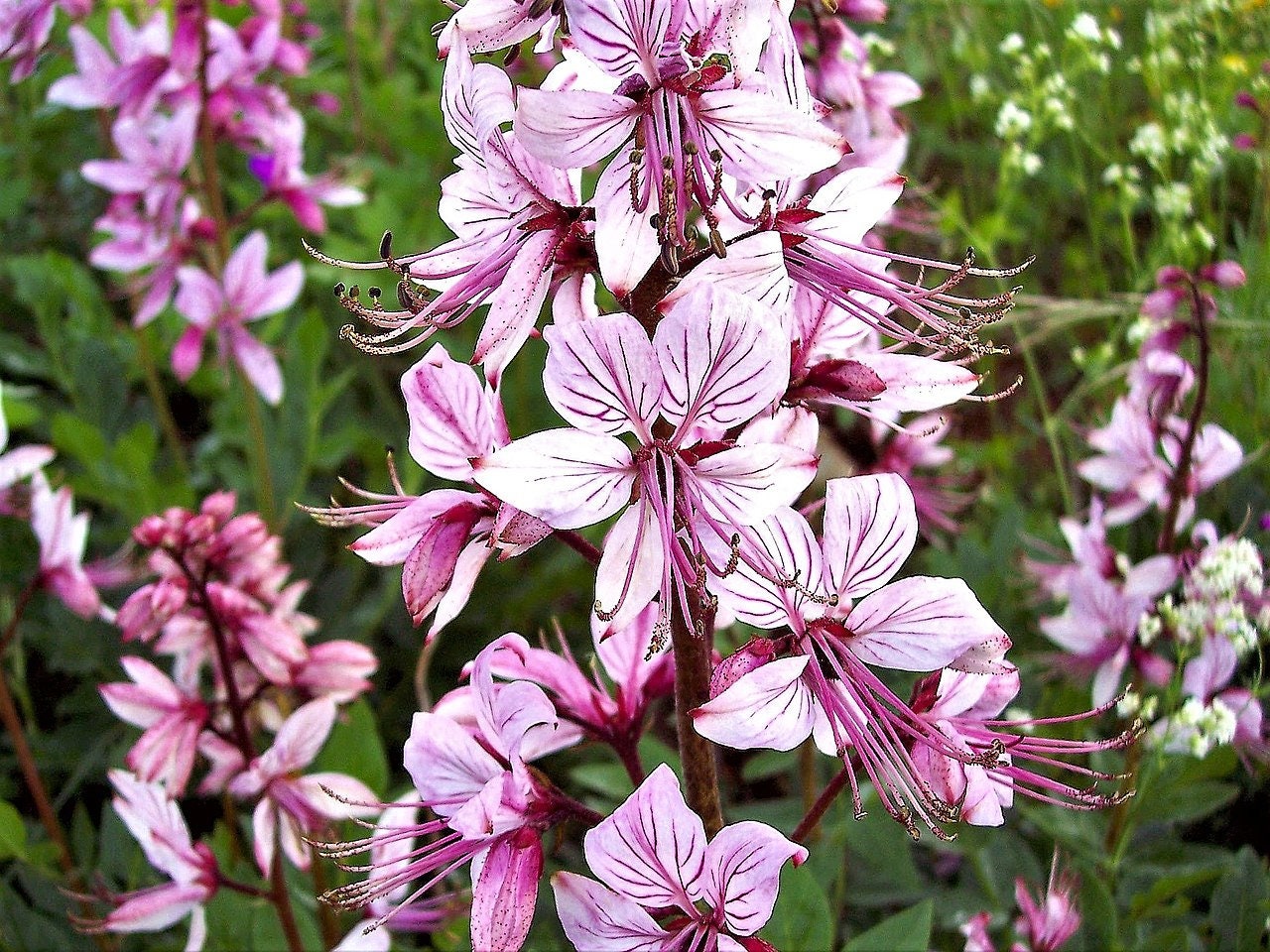 GAS PLANT Seeds *FREE Shipping!* Fresh & Organic Dictamnus Albus Seeds ...