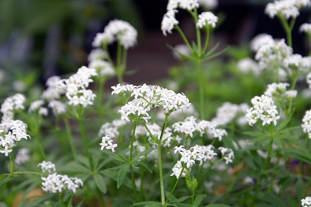 SWEET WOODRUFF Seeds *FREE Shipping!* Fresh & Organic Galium Odoratum ...