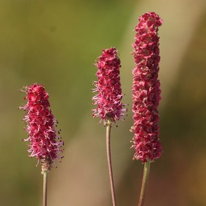 GREAT BURNET Seeds *free Shipping!* Fresh & Organic Sanguisorba ...