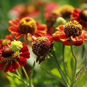 RED SNEEZEWEED Seeds *FREE Shipping!* Fresh & Organic Helenium ...