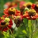 RED SNEEZEWEED Seeds *FREE Shipping!* Fresh & Organic Helenium ...
