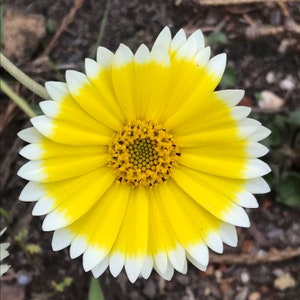 TIDY TIPS Seeds free Shipping Fresh & Organic Layia Platyglossa Seeds ...