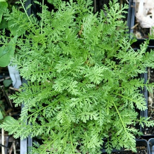 ACHILLEA NOBILIS Seeds *FREE Shipping!* Fresh & Organic Noble Yarrow ...