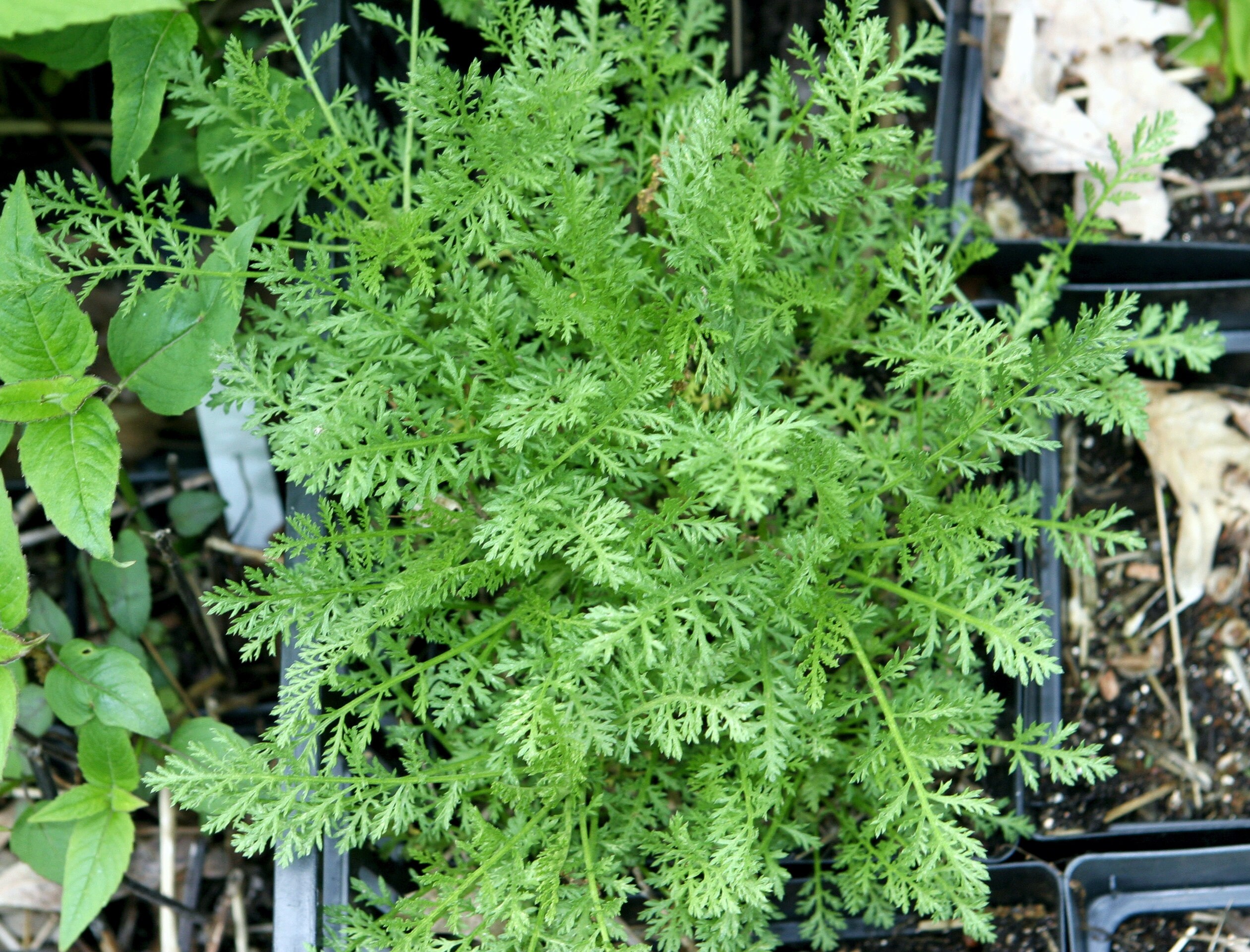 ACHILLEA NOBILIS Seeds FREE Shipping Fresh & Organic Noble - Etsy
