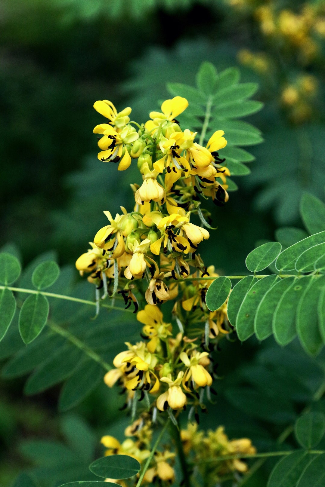 WILD SENNA Seeds *FREE Shipping!* Fresh & Organic Maryland Senna ...