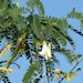 WHITE HUMMINGBIRD TREE Seeds *free Shipping!* Fresh & Organic Sesbania ...