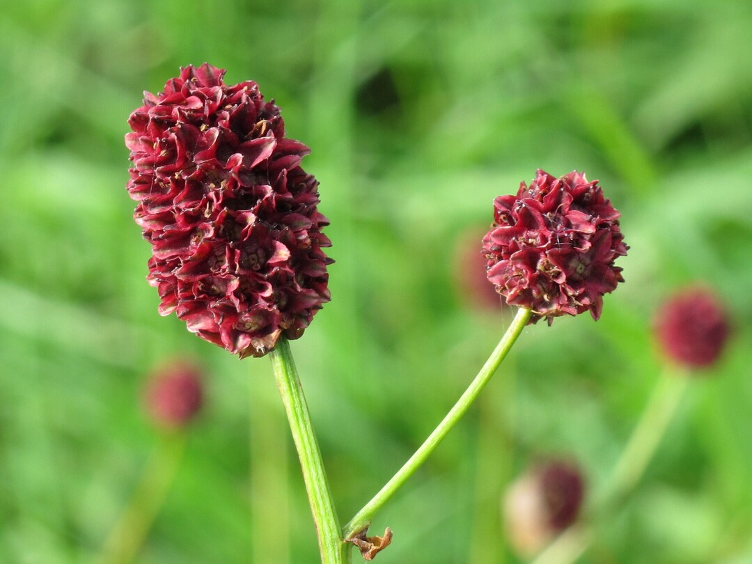 GREAT BURNET Seeds *free Shipping!* Fresh & Organic Sanguisorba ...