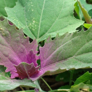 TREE SPINACH Seeds *FREE Shipping!* Fresh & Organic Chenopodium ...