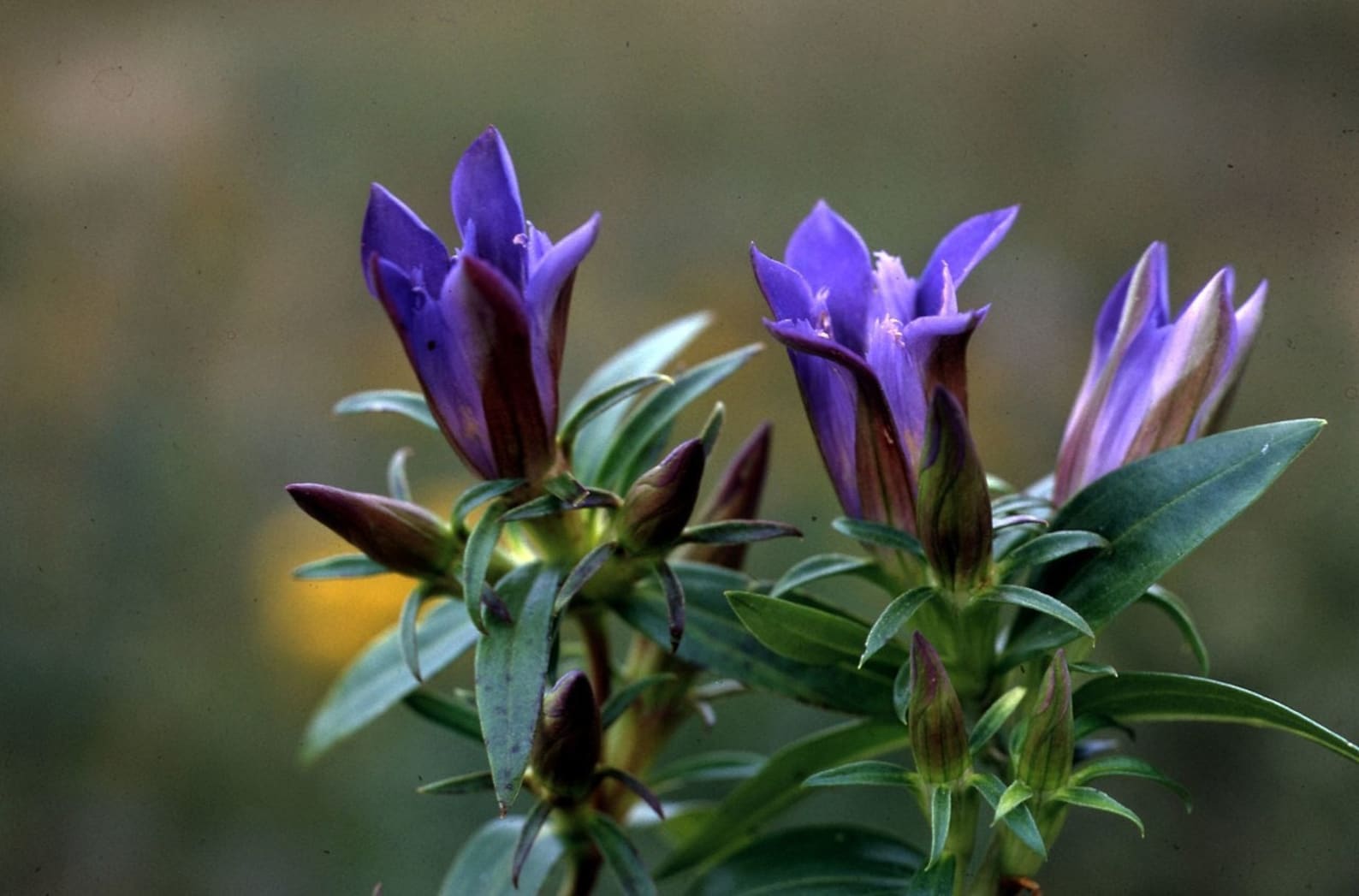 DOWNY GENTIAN Seeds *FREE Shipping!* Fresh & Organic Gentiana ...