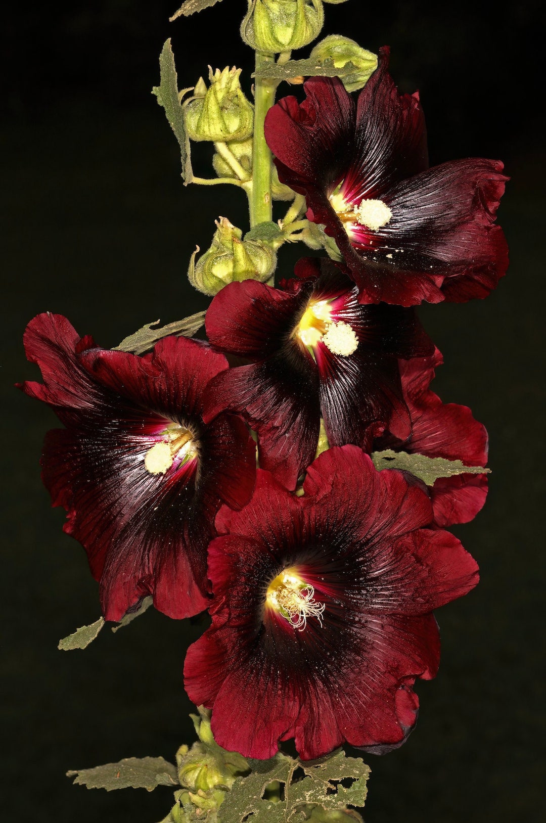 BLACK HOLLYHOCK Seeds *FREE Shipping!* Fresh & Organic Alcea Rosea Var ...