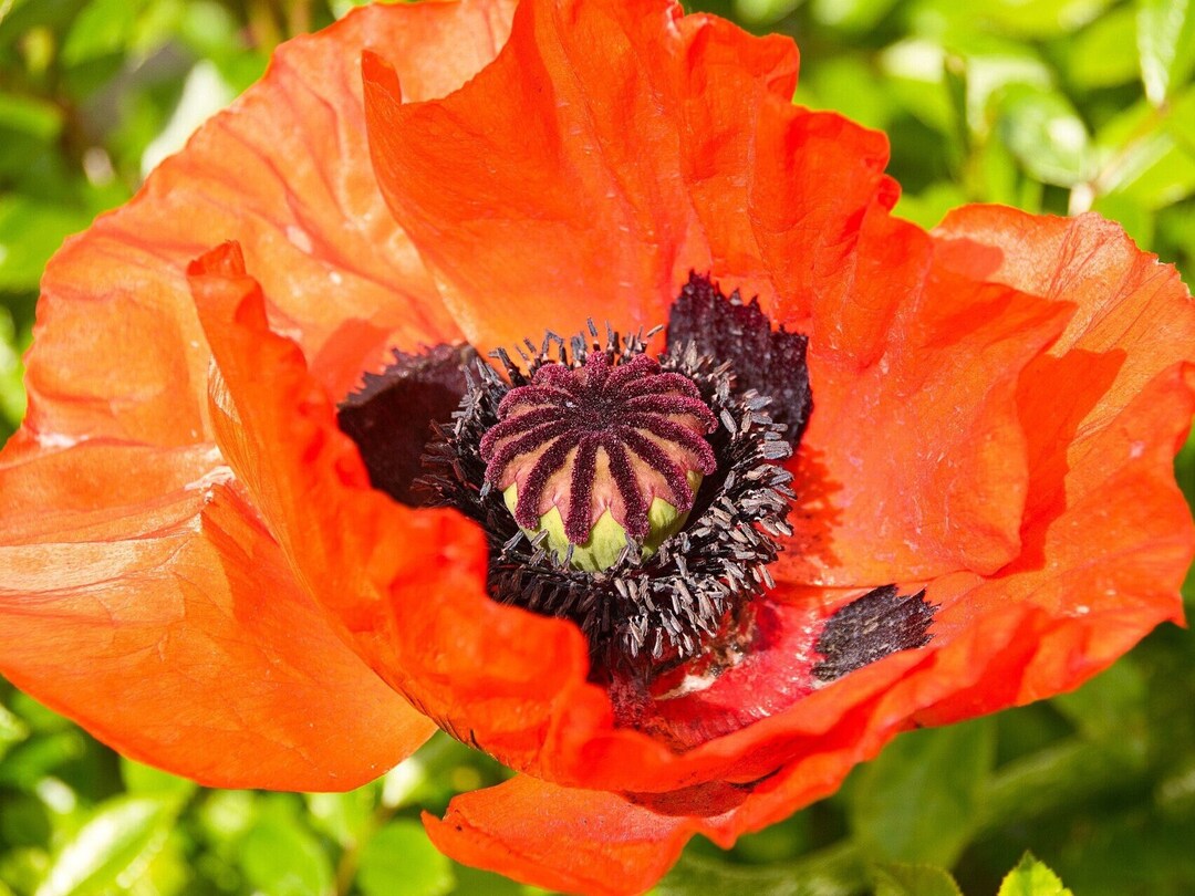 PRINCE ORANGE POPPY Seeds *free Shipping!* Fresh & Organic Papaver ...