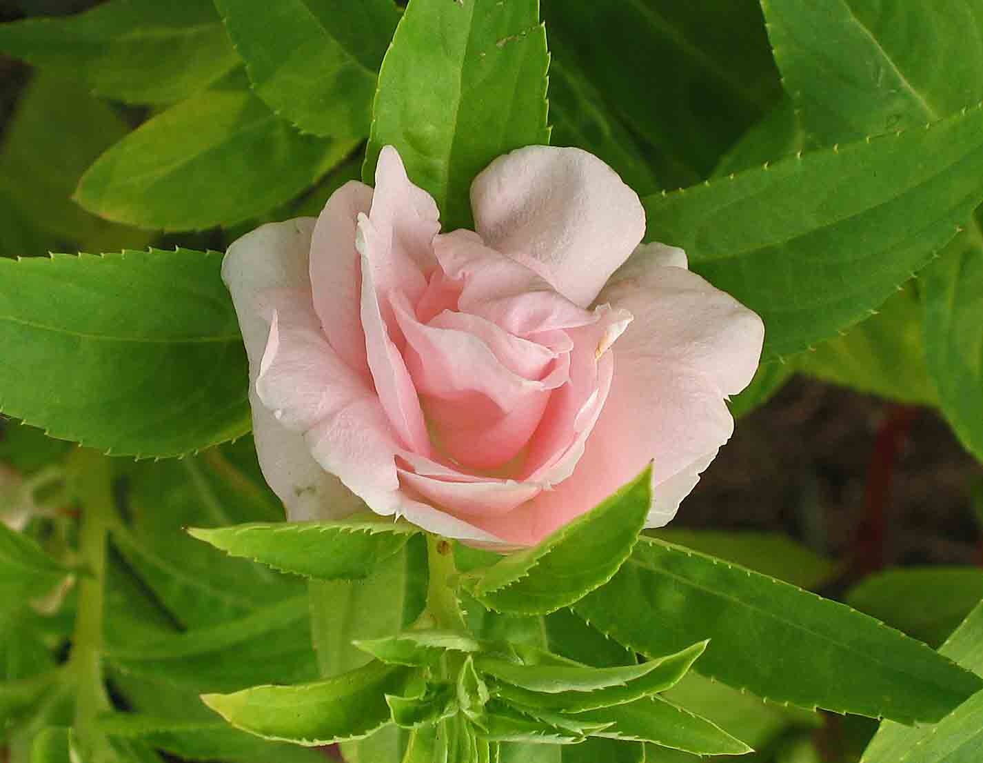 ROSE BALSAM Seeds *free Shipping!* Fresh & Organic Impatiens Balsamina ...