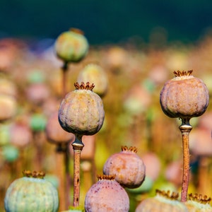 BLUE MOON POPPY Seeds *free Shipping!* Fresh & Organic Papaver ...