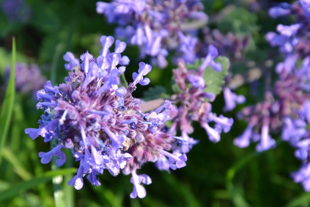 CATMINT Seeds *FREE Shipping!* Fresh & Organic Nepeta Cataria Seeds ...