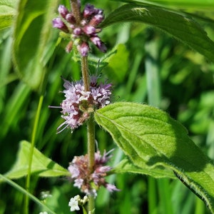 CORN MINT Seeds *free Shipping!* Fresh & Organic Mentha Arvensis Seeds ...