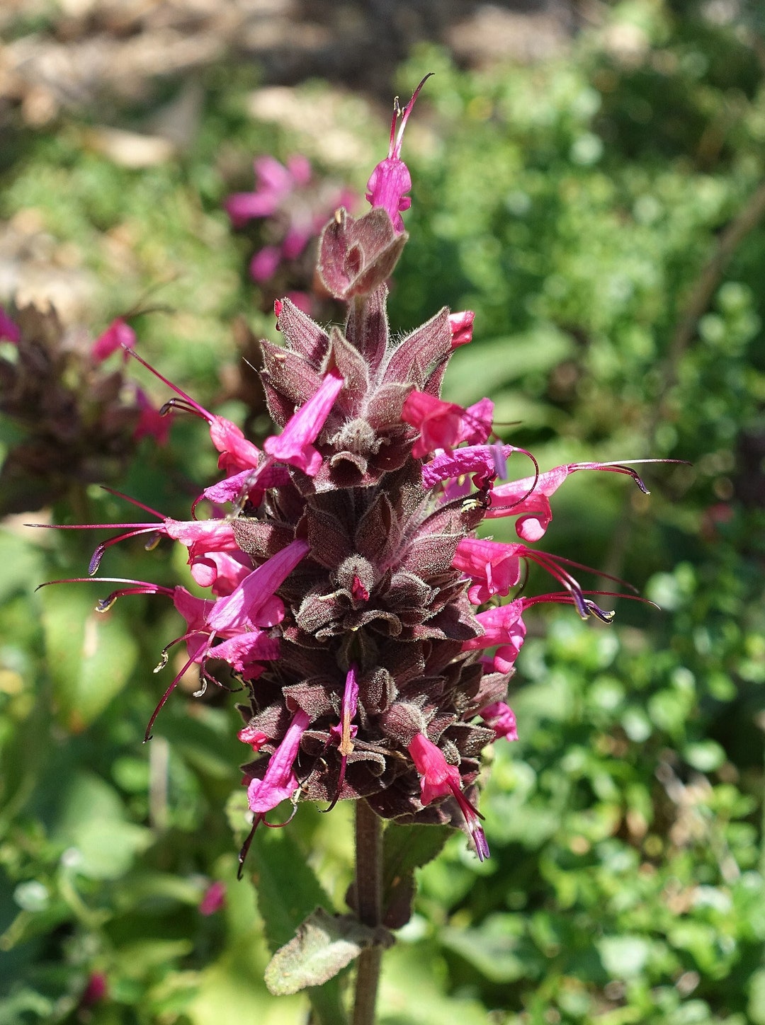 HUMMINGBIRD SAGE Seeds *free Shipping!* Fresh & Organic Salvia ...