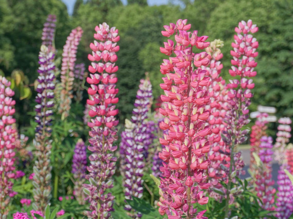 PINK LUPINE MIX Seeds *free Shipping!* Fresh & Organic Lupinus ...