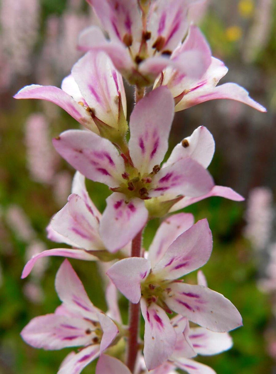 WEDDING FLOWER Seeds *FREE Shipping!* Fresh & Organic Francoa ...