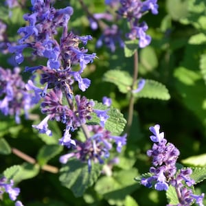 CATMINT Seeds *FREE Shipping!* Fresh & Organic Nepeta Cataria Seeds ...