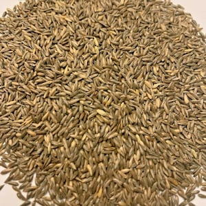 Reed Canary Grass Seeds FREE Shipping Phalaris Arundinacea Seeds, Non ...