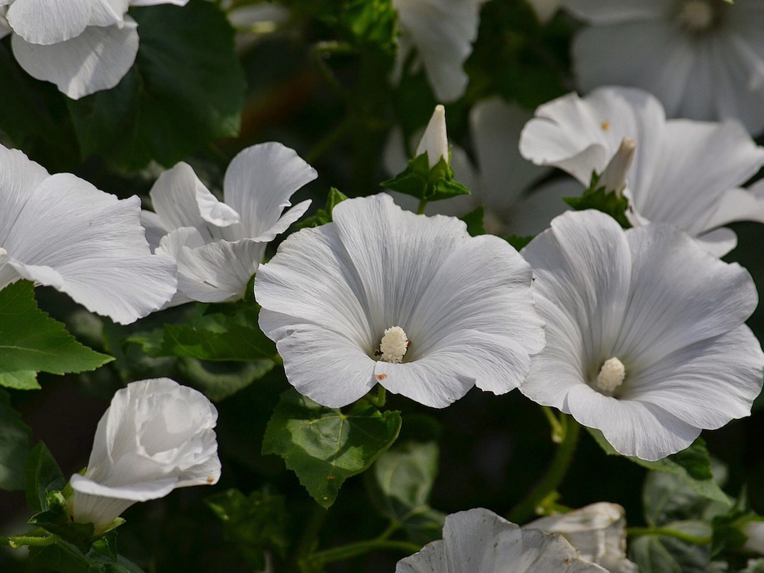 WHITE ROSE MALLOW Seeds *free Shipping!* Fresh & Organic Lavatera ...