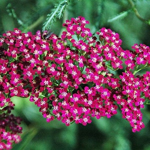 RED YARROW Seeds FREE Shipping Fresh & Organic Achillea Millefolium ...