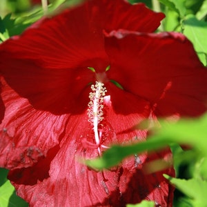 RUBY RED HIBISCUS Seeds *free Shipping!* Fresh & Organic Hibiscus ...