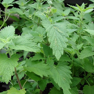WHITE CATMINT Seeds *FREE Shipping!* Fresh & Organic Nepeta Cataria ...
