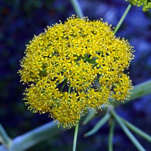 GIANT FENNEL Seeds *FREE Shipping!* Fresh & Organic Ferula Communis ...