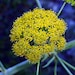 GIANT FENNEL Seeds *FREE Shipping!* Fresh & Organic Ferula Communis ...