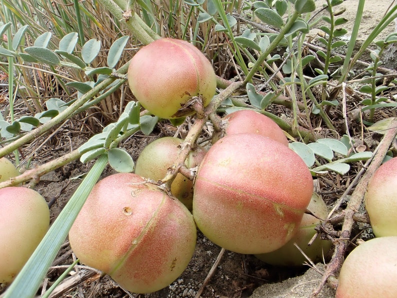 GROUND PLUM Seeds *free Shipping!* Fresh & Organic Astragalus ...