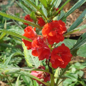 RED BALSAM Seeds *free Shipping!* Fresh & Organic Impatiens Balsamina ...