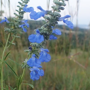 AZURE SAGE Seeds *free Shipping!* Fresh & Organic Salvia Azurea Seeds ...