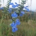 AZURE SAGE Seeds *free Shipping!* Fresh & Organic Salvia Azurea Seeds ...