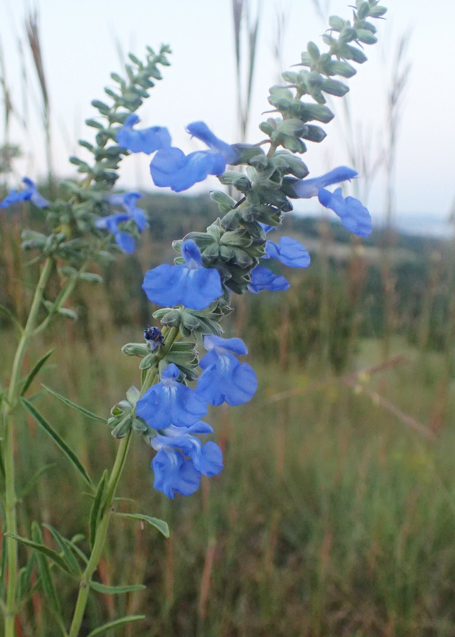 AZURE SAGE Seeds *free Shipping!* Fresh & Organic Salvia Azurea Seeds ...