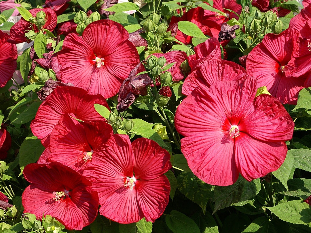 RUBY RED HIBISCUS Seeds *free Shipping!* Fresh & Organic Hibiscus ...