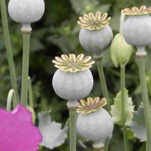 LILAC POMPON POPPY Seeds *free Shipping!* Pink Frilly Papaver ...