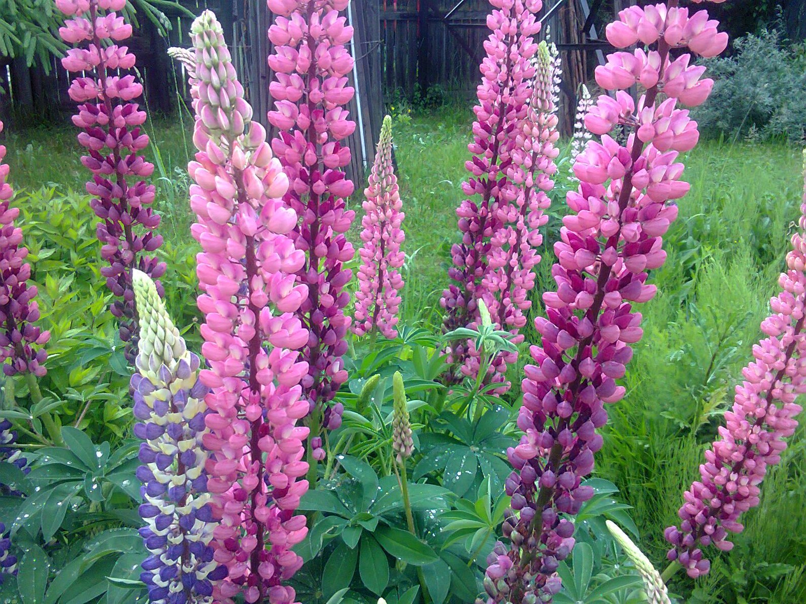 PINK LUPINE MIX Seeds *free Shipping!* Fresh & Organic Lupinus ...