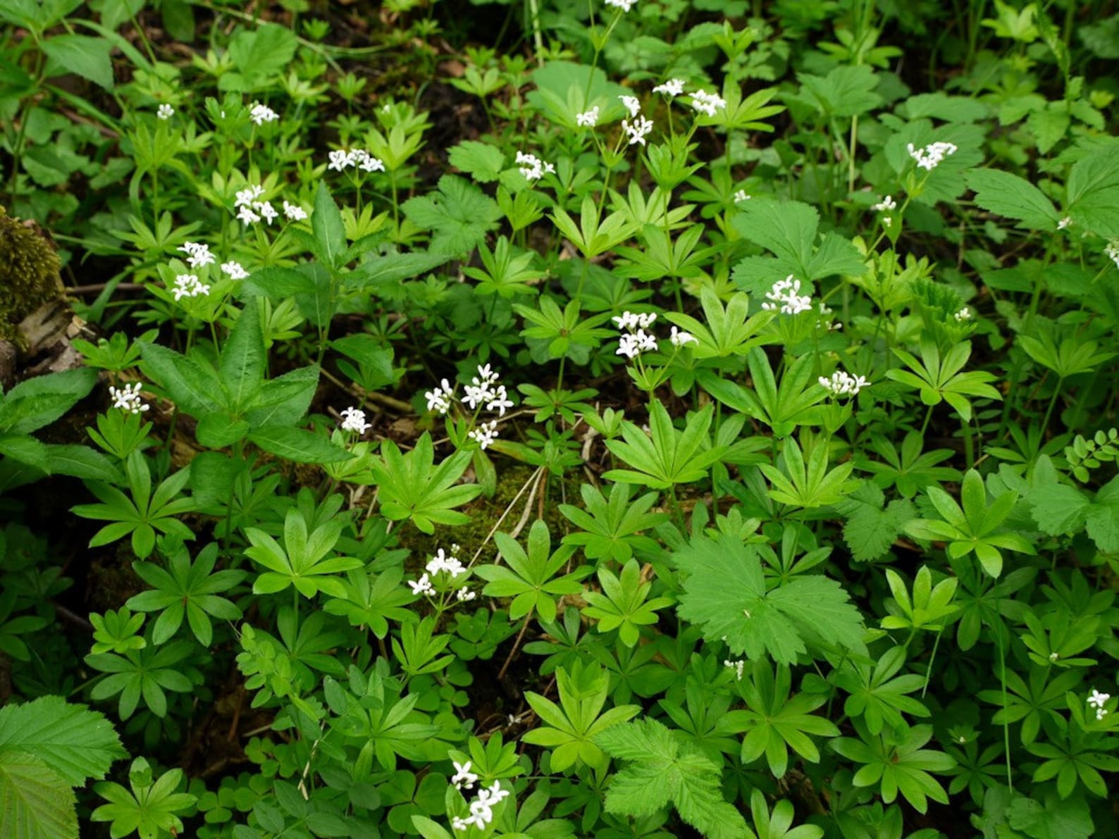 SWEET WOODRUFF Seeds *FREE Shipping!* Fresh & Organic Galium Odoratum ...